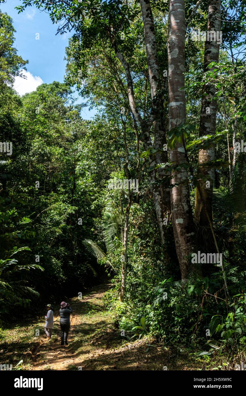 Refugio Selvático Tingo,Tingo Maria,Huanuco,Perú Stock Photo - Alamy