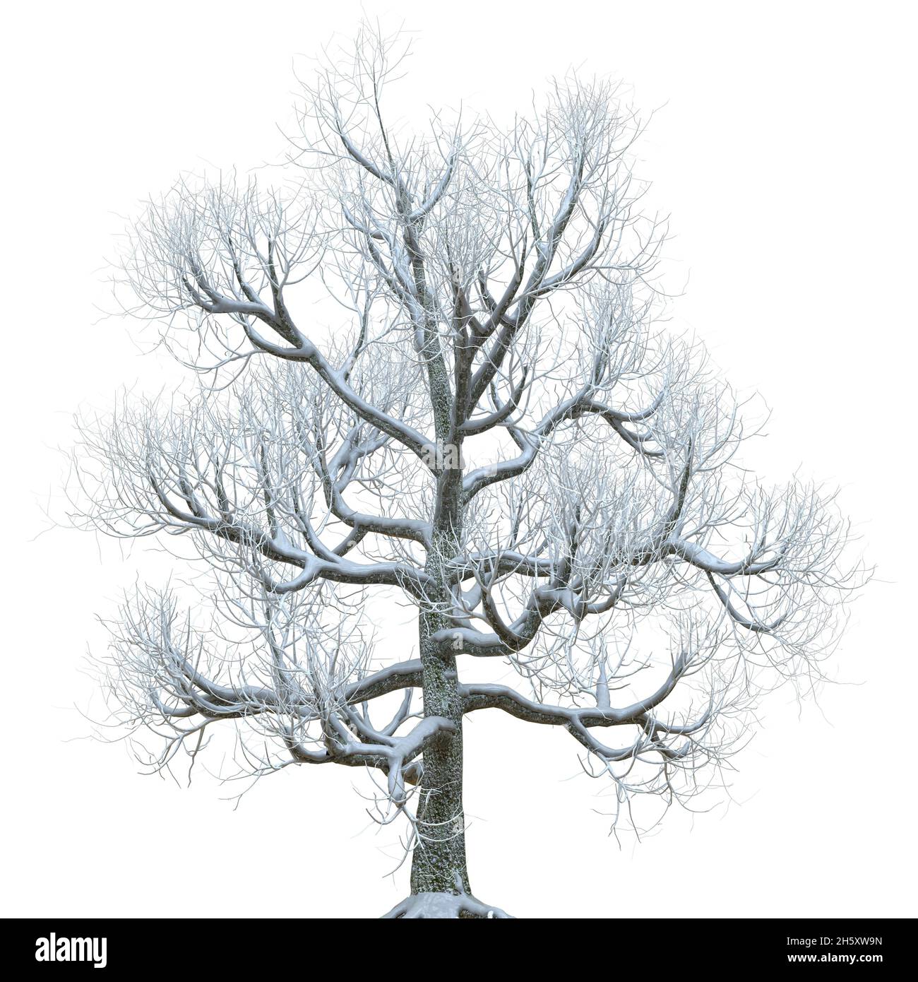 3D illustration winter tree under the snow isolated on white background ...