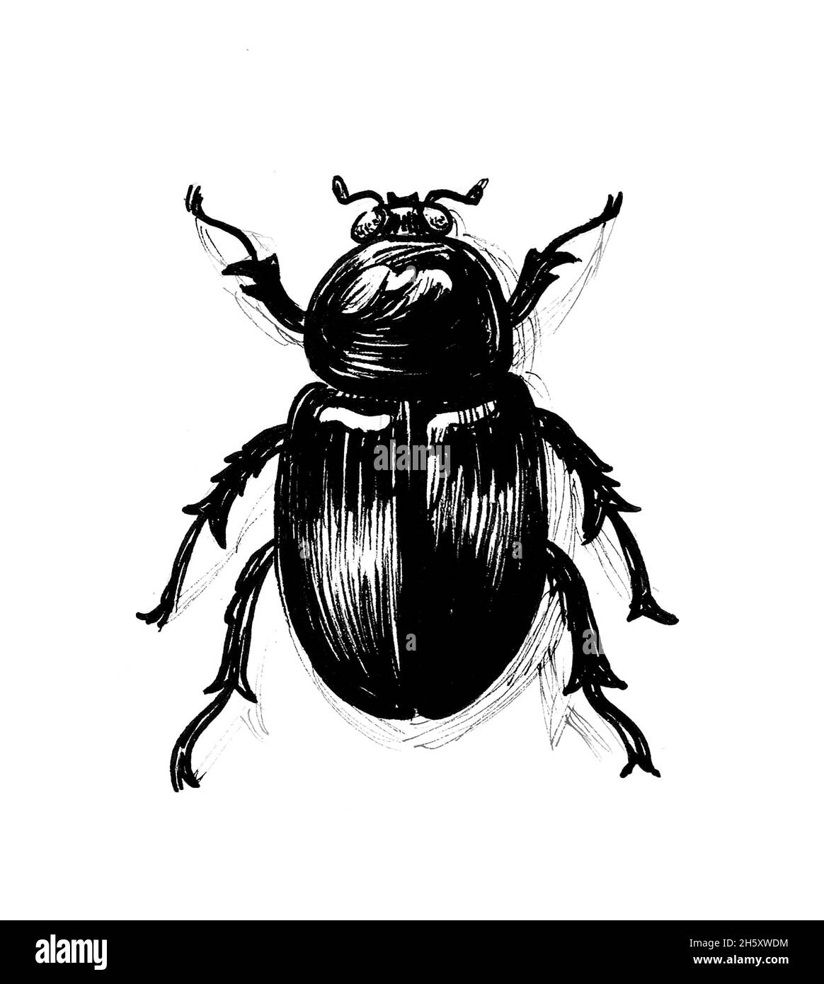 Big beetle. Ink black and white drawing Stock Photo - Alamy