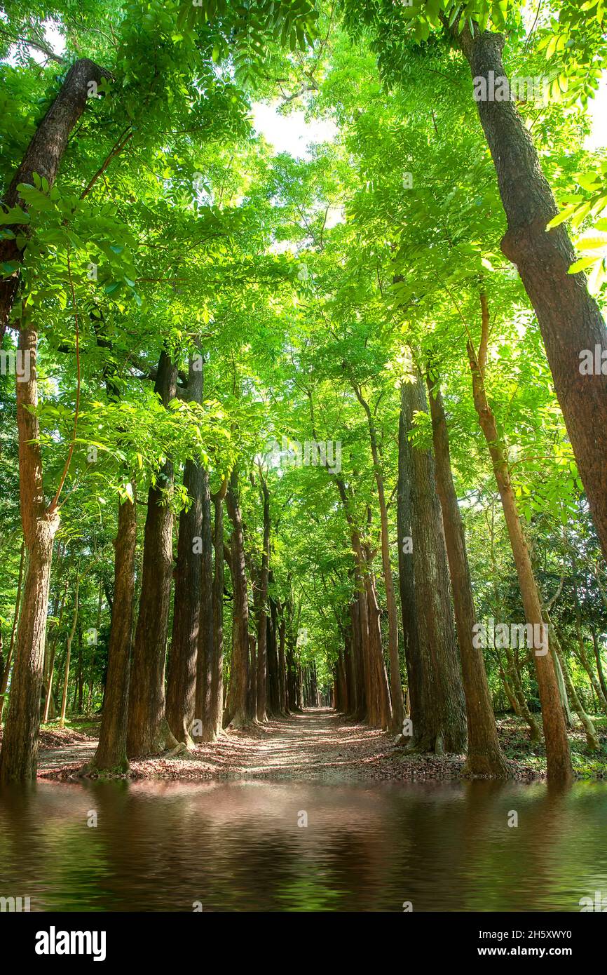 The Beautiful tree lined road in the Tunnel of Trees Stock Photo - Alamy