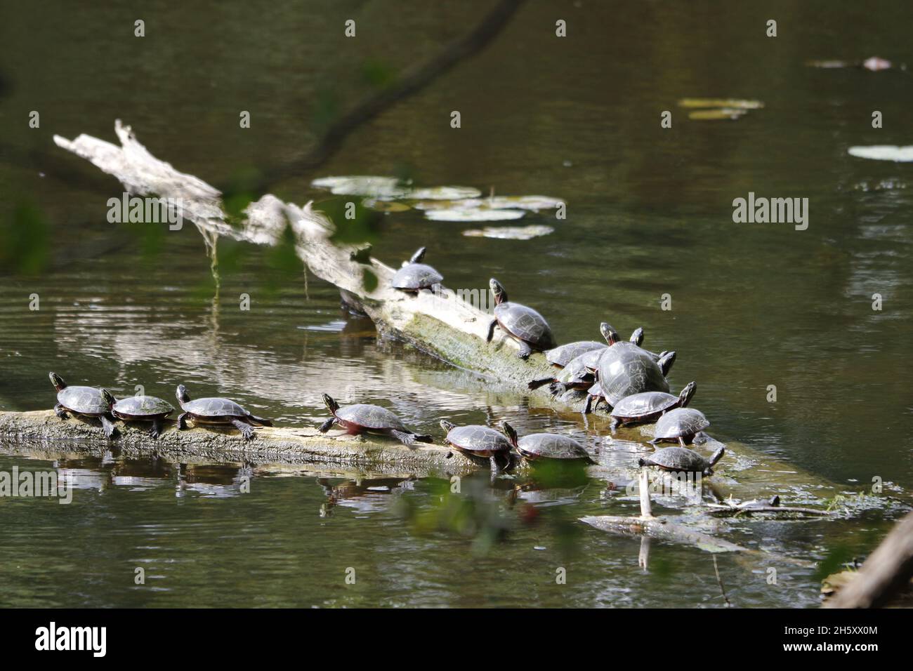 Basking turtles preparing for hibernation on the old piece of wood in ...