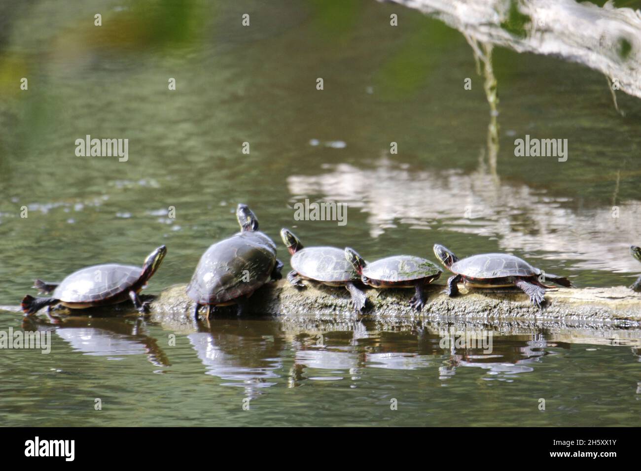 Basking turtles preparing for hibernation on the old piece of wood in ...