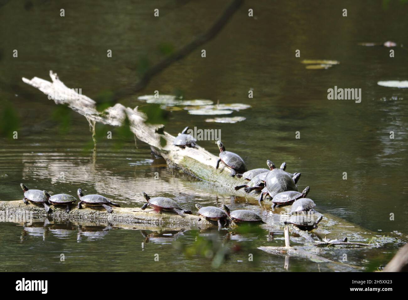 Basking turtles preparing for hibernation on the old piece of wood in ...