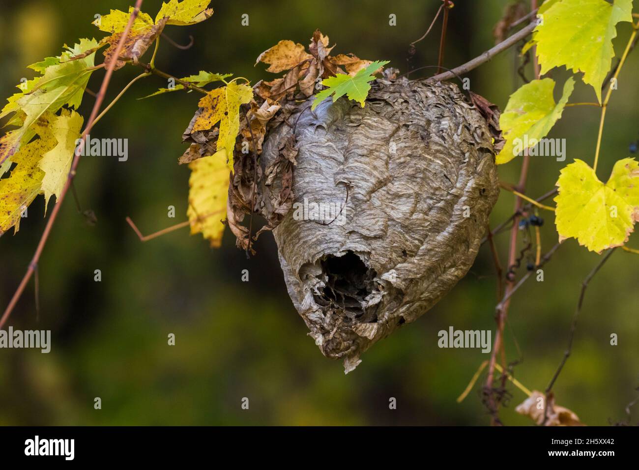 Paper Wasp nest in autumn Stock Photo - Alamy