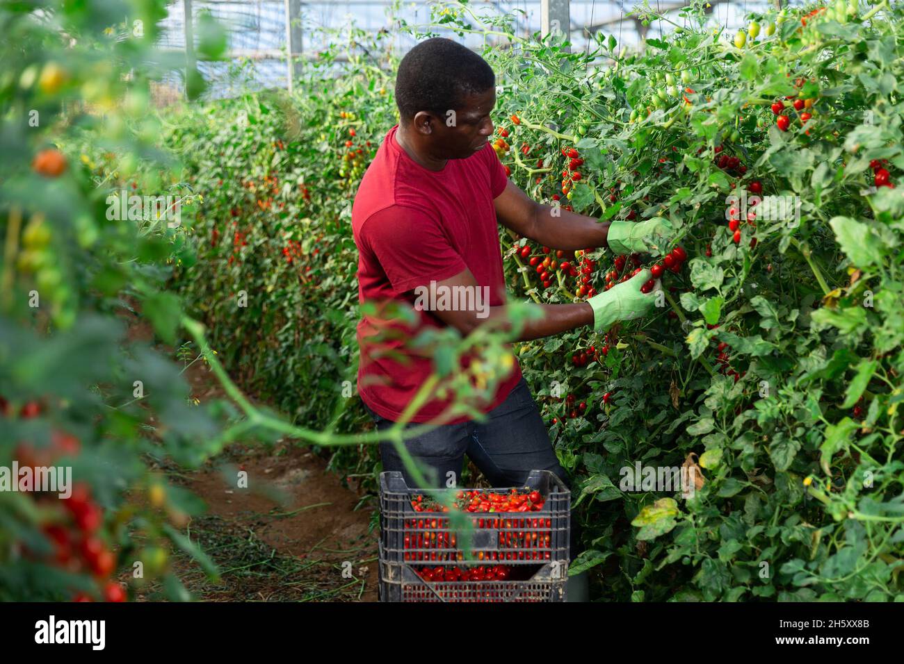 African horticulturist tomatoes hi-res stock photography and images - Alamy