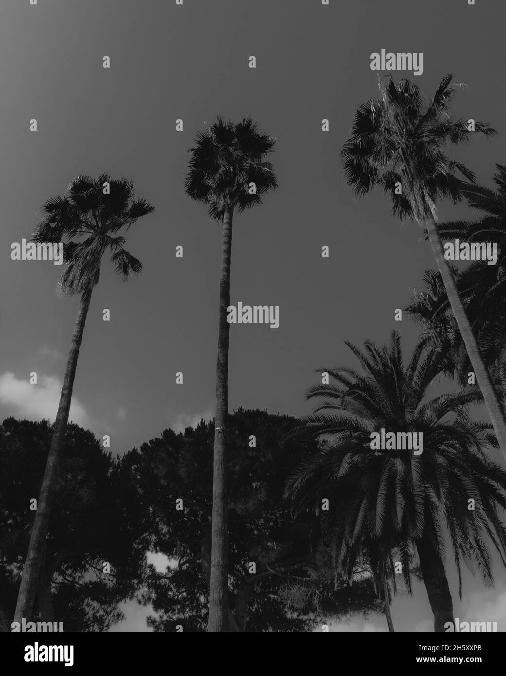 Grayscale shot of high exotic palm trees on the French Riviera, Cannes ...
