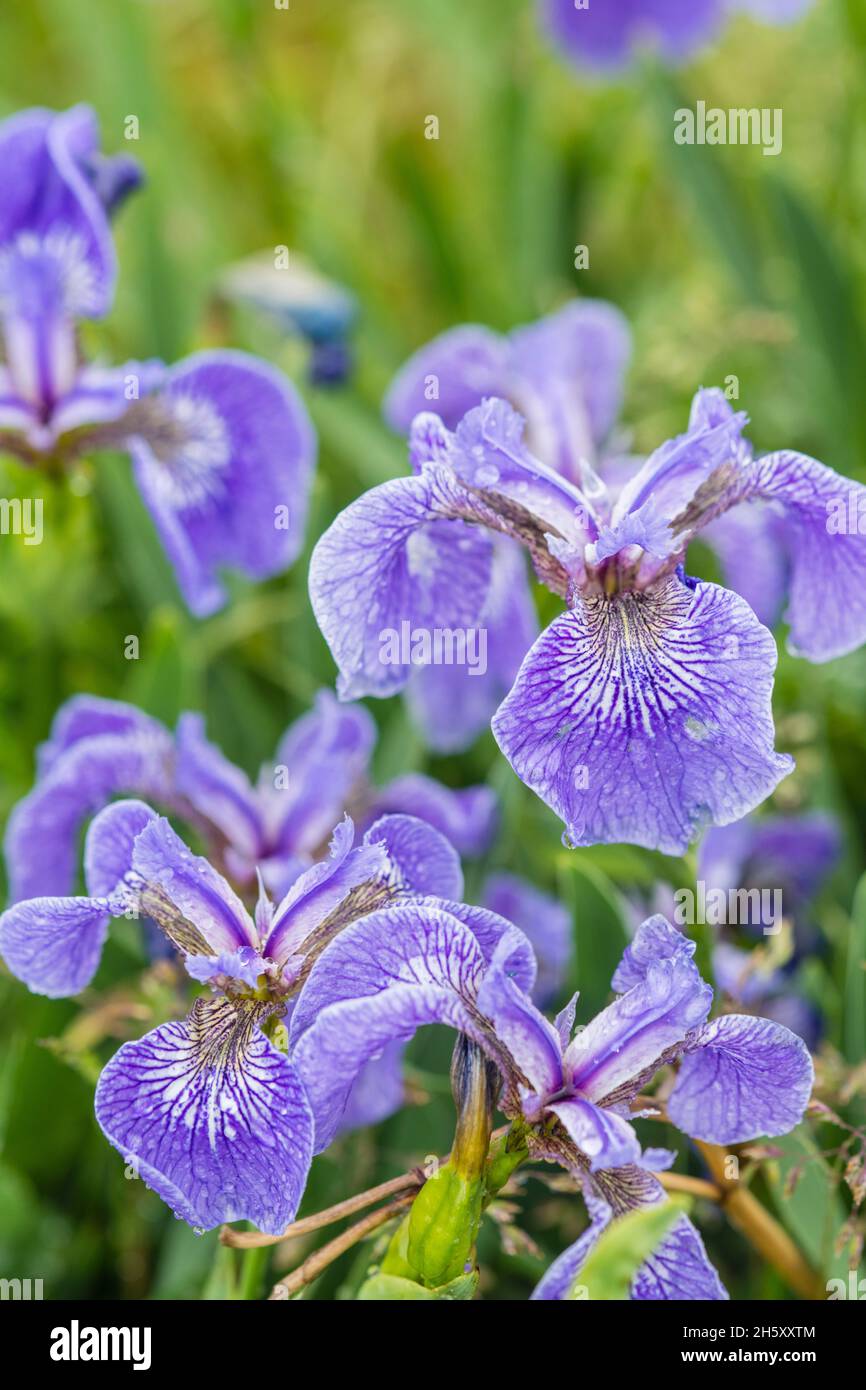 Hooker's Iris (Iris hookeri), Dungeons Provincial Park, Newfoundland ...