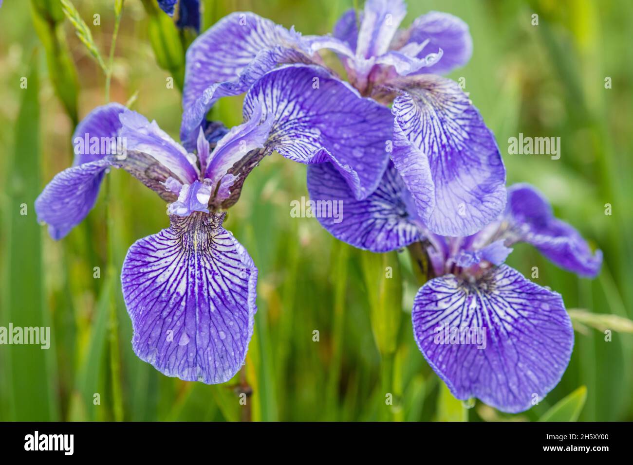 Hooker's Iris (Iris hookeri), Dungeons Provincial Park, Newfoundland ...