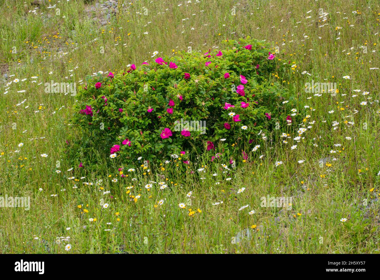 Coastal wild roses hi-res stock photography and images - Alamy