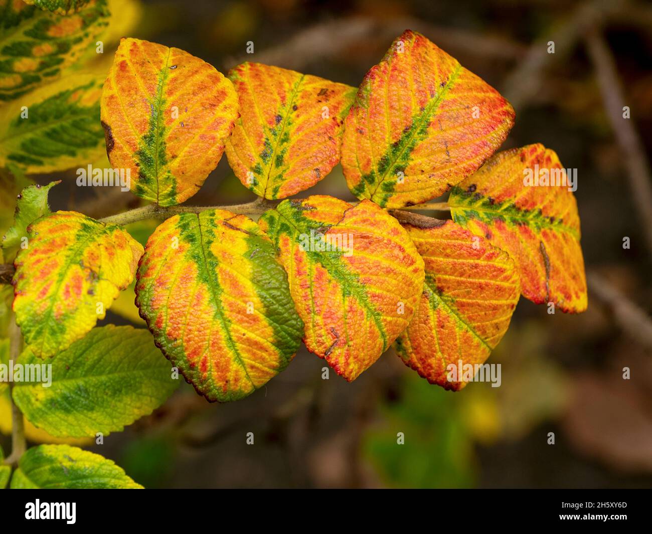 Shrub rose leaves hi-res stock photography and images - Alamy