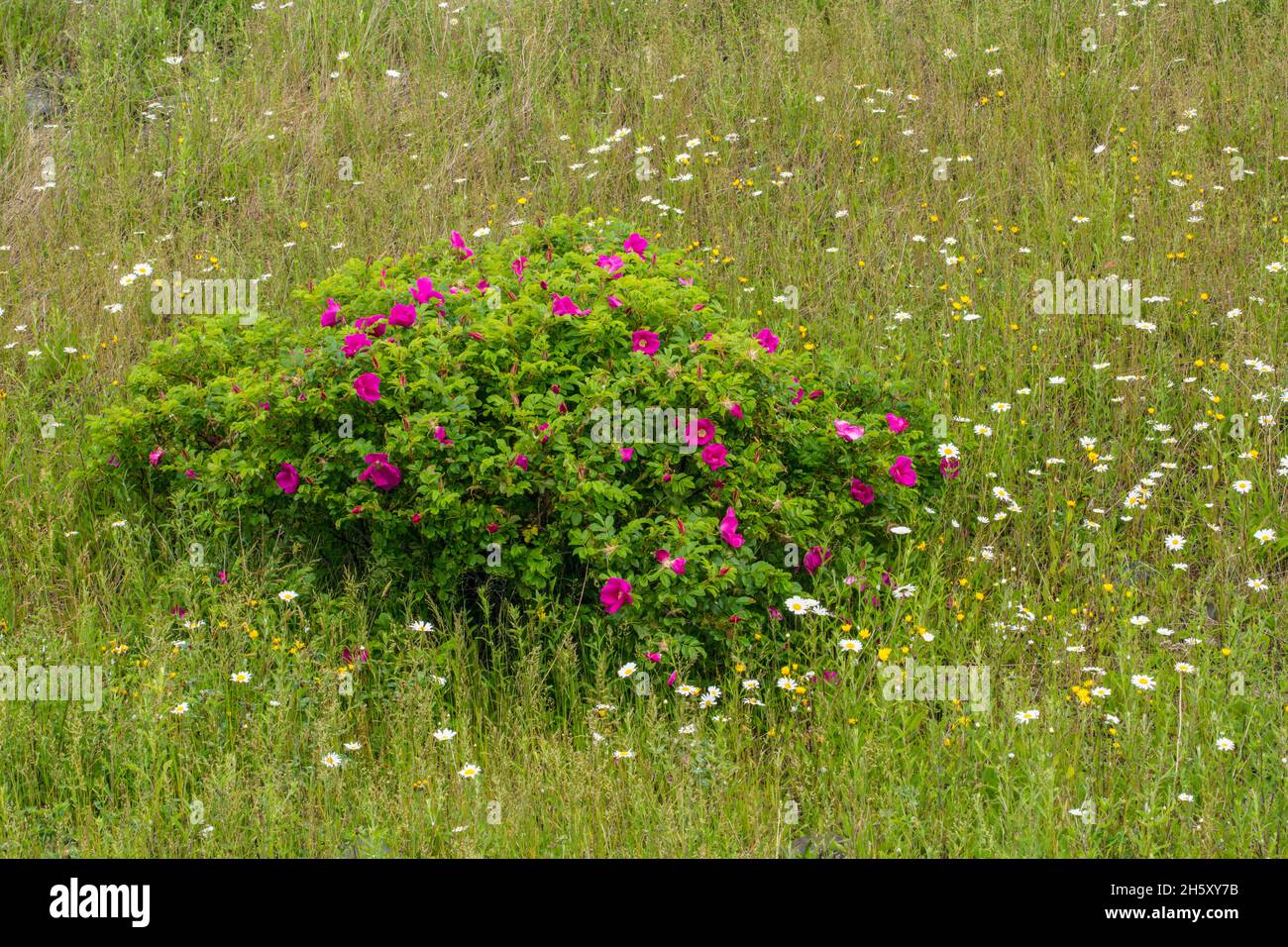 Wild roses (Rosa spp.) with daisies on a slope, Placentia, Newfoundland ...