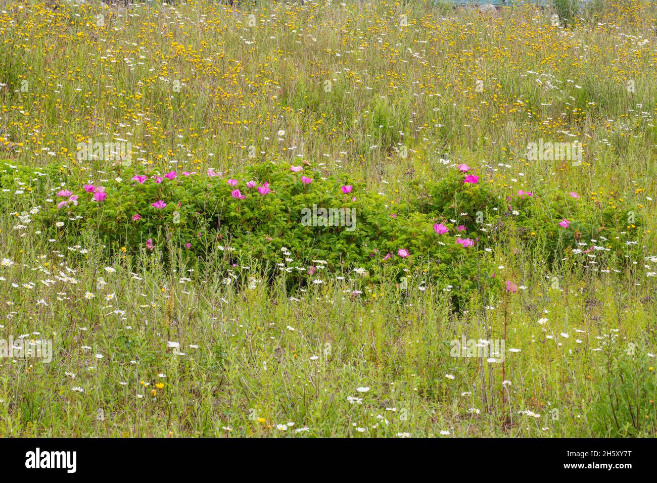 Coastal wild roses hi-res stock photography and images - Alamy