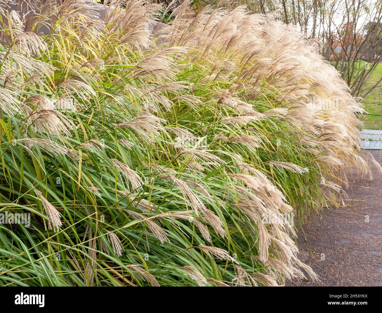 Lovely flowering Chinese silver grass, Miscanthus sinensis Stock Photo ...