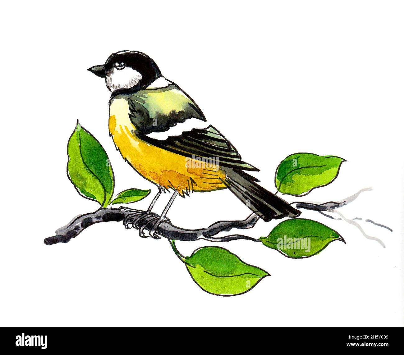 Bird sitting on a tree branch. Ink and watercolor drawing Stock Photo ...