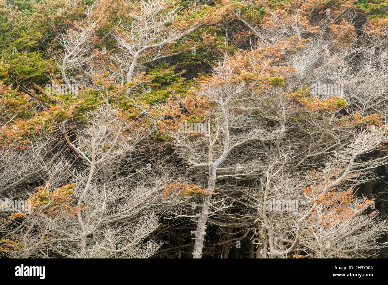 Tuckamore grove of wind sculpted spruce trees, Boutte du Cap ...