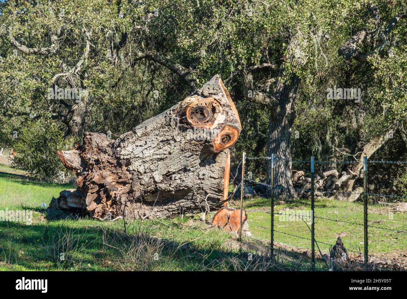 Huge fallen tree hi-res stock photography and images - Alamy