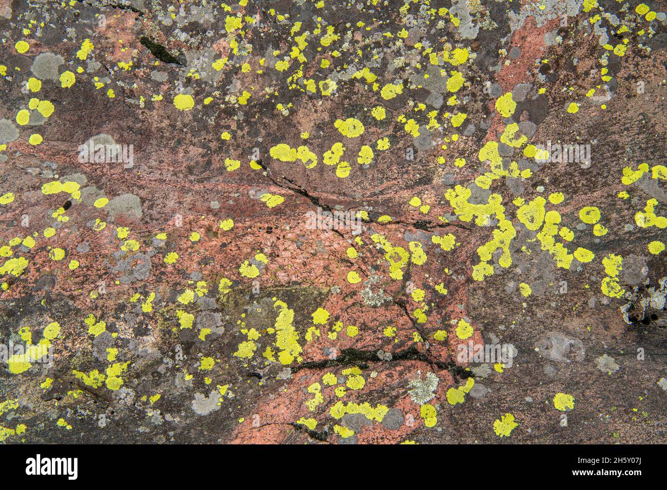 Primary Succession Lichen