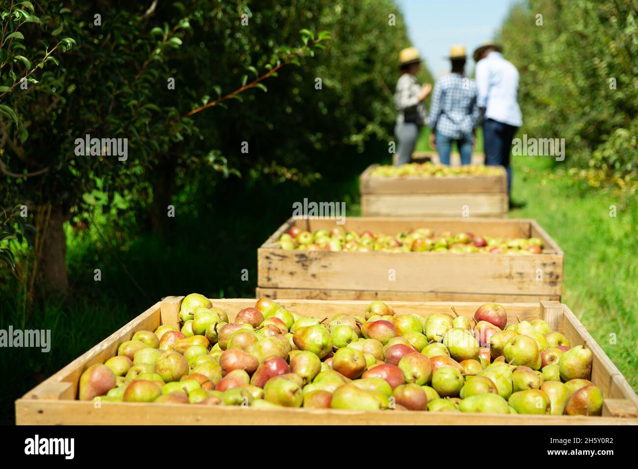 Pear storage boxes hi-res stock photography and images - Alamy