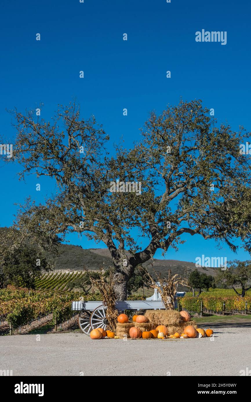 Halloween display santa barbara hi-res stock photography and images - Alamy