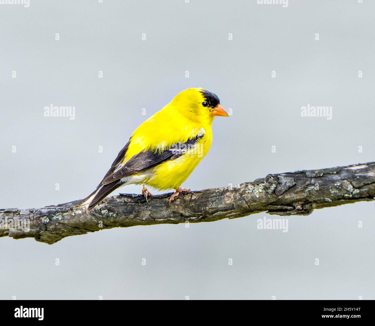 American goldfinch magazine bird photo hi-res stock photography and ...