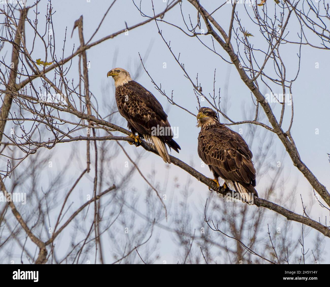 Migrating eagles hi-res stock photography and images - Alamy