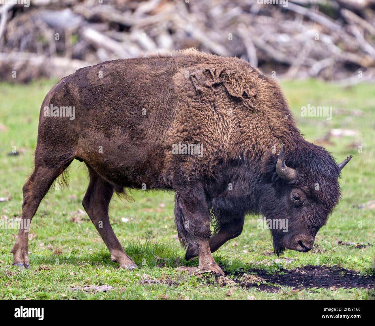 Bison close-up side view walking in the field with a blur background ...