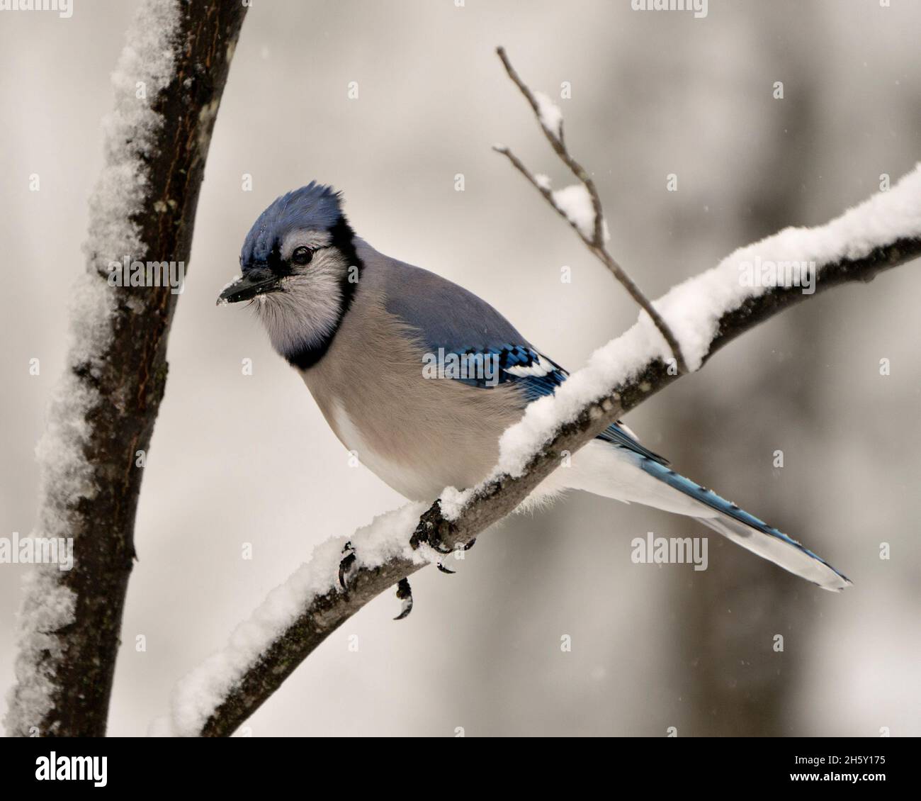 Blue Jay bird perched on a branch in the winter season with falling snow and a blur background ...