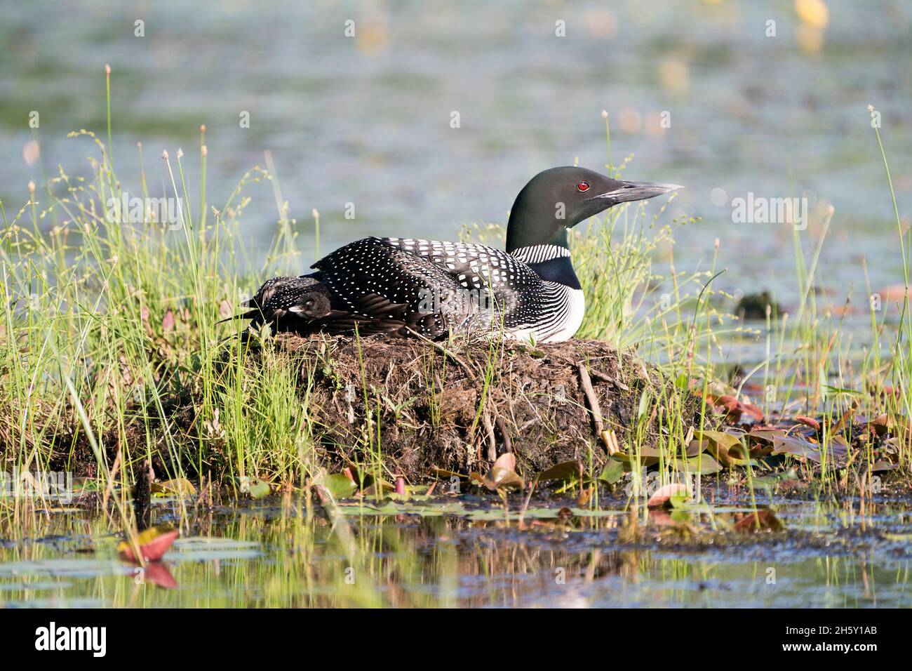 Common Loon with one day baby chick under her feather wings on the nest ...