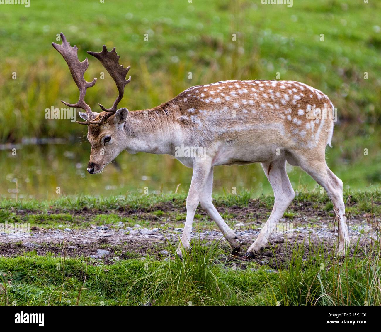 Fallow deer animal calendar photo hi-res stock photography and images ...