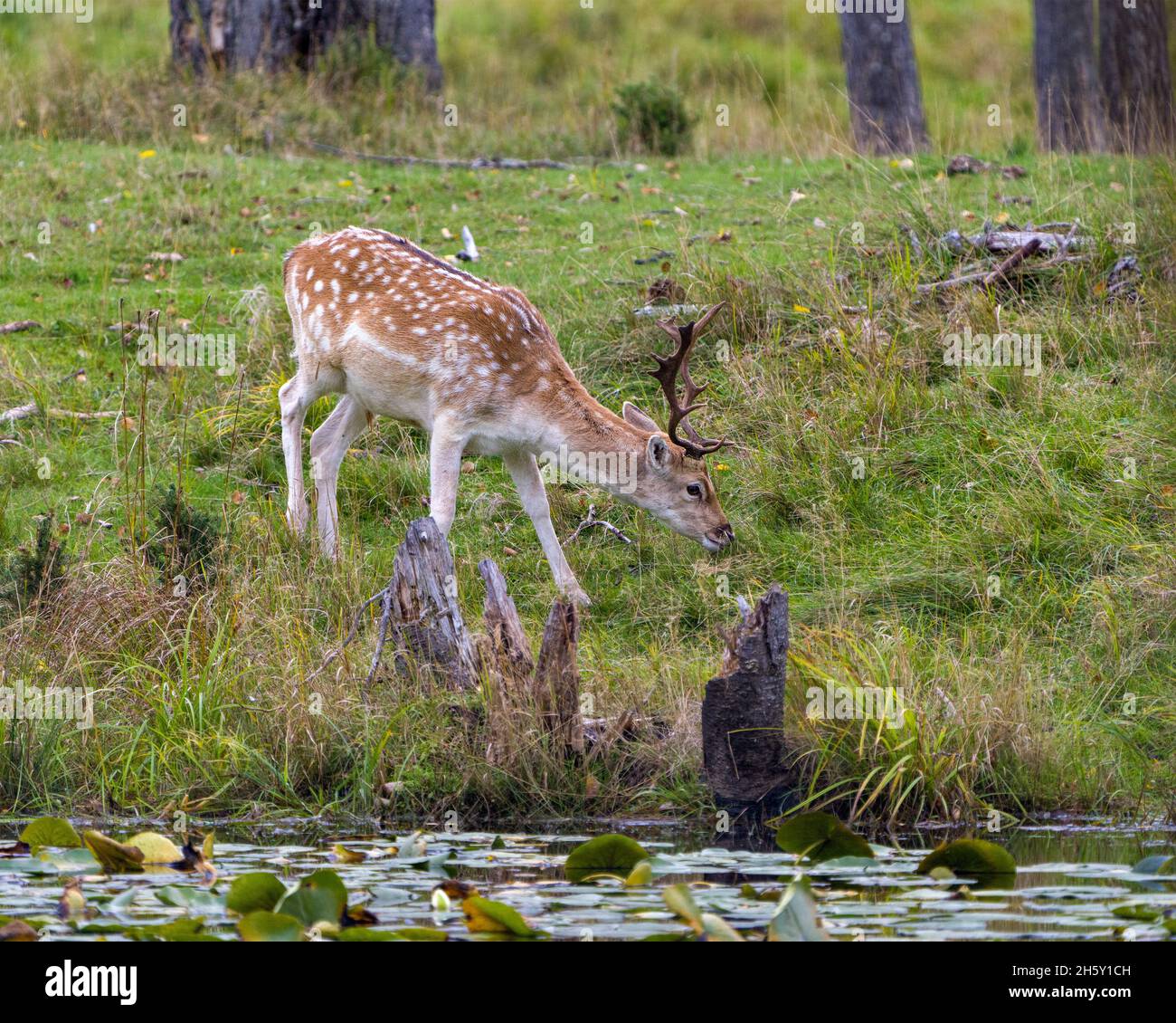 Fallow deer walking by water with lily pads in the field with grass and ...