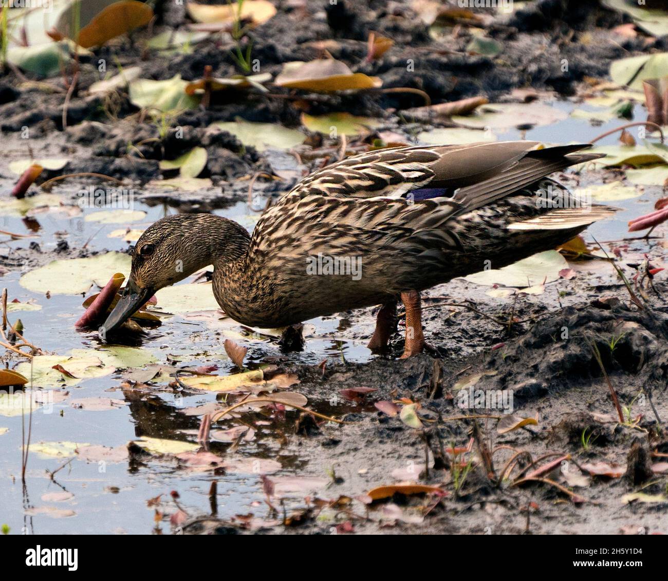Duck profile photo hi-res stock photography and images - Alamy