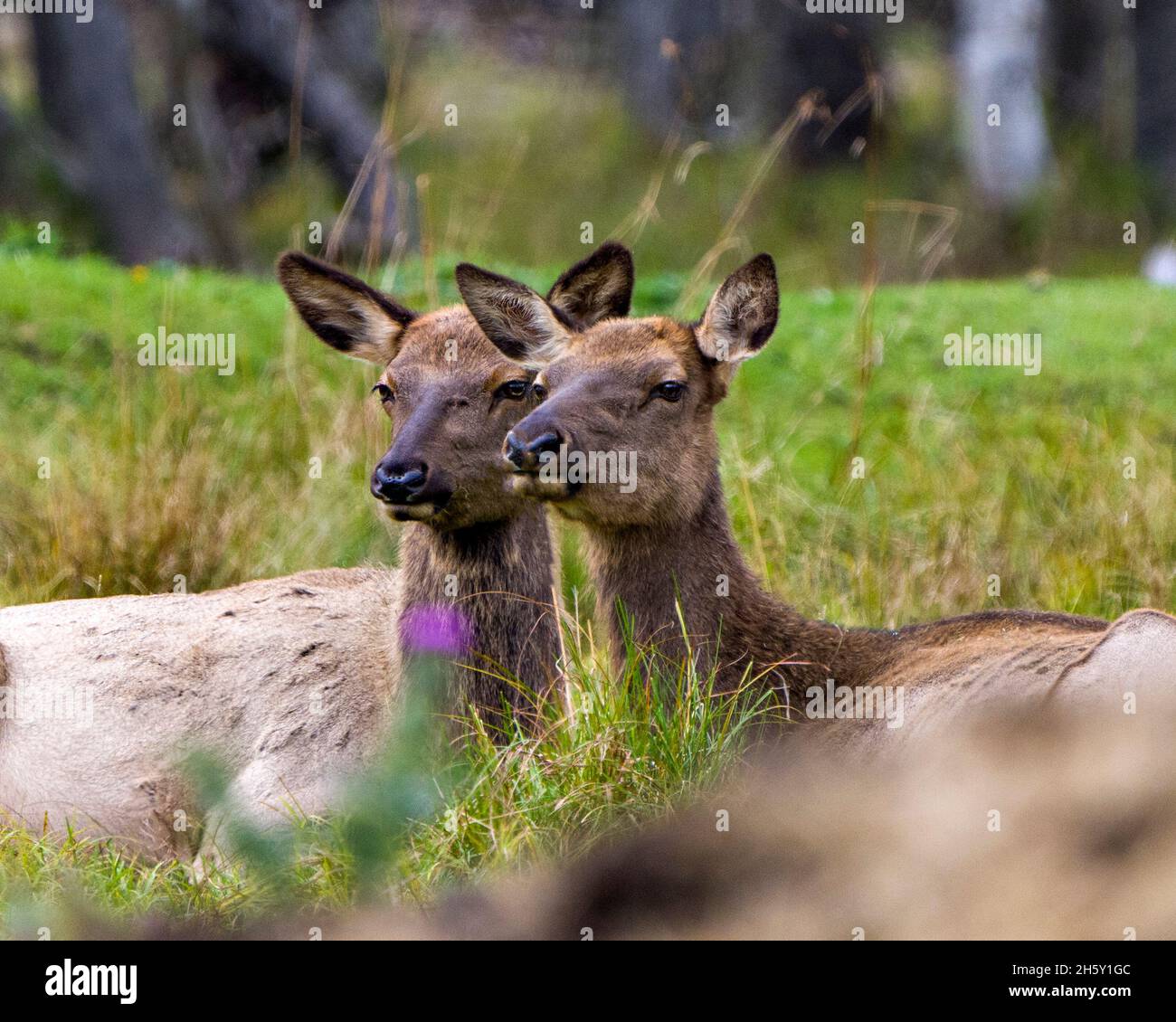Elk female couple head close up shot resting in the field with a blur ...