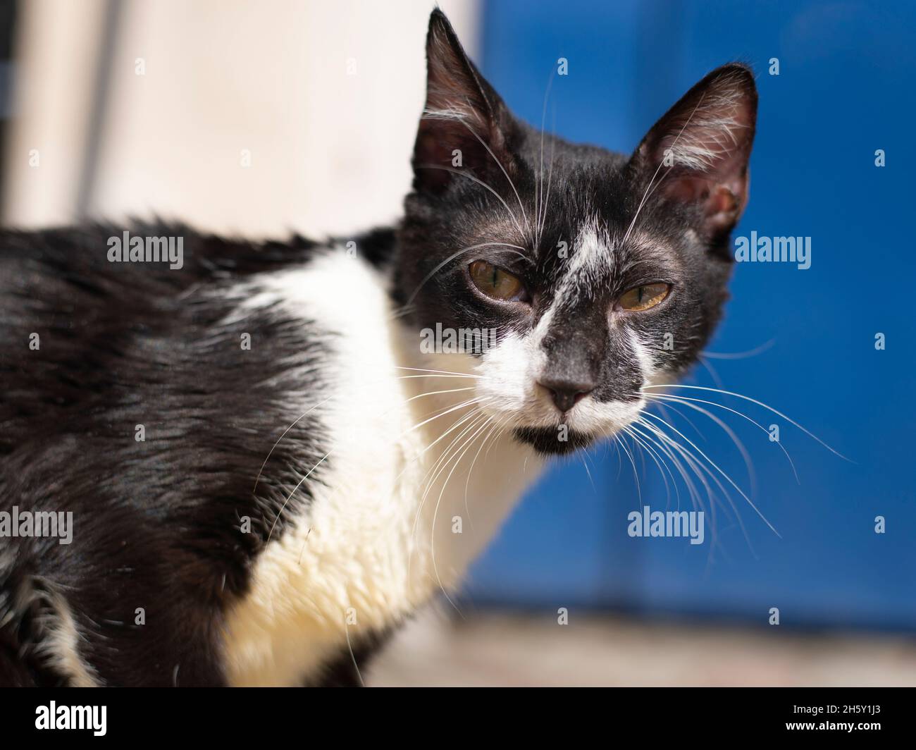 Black and white colored cat watching the movement at the fair in Sao ...