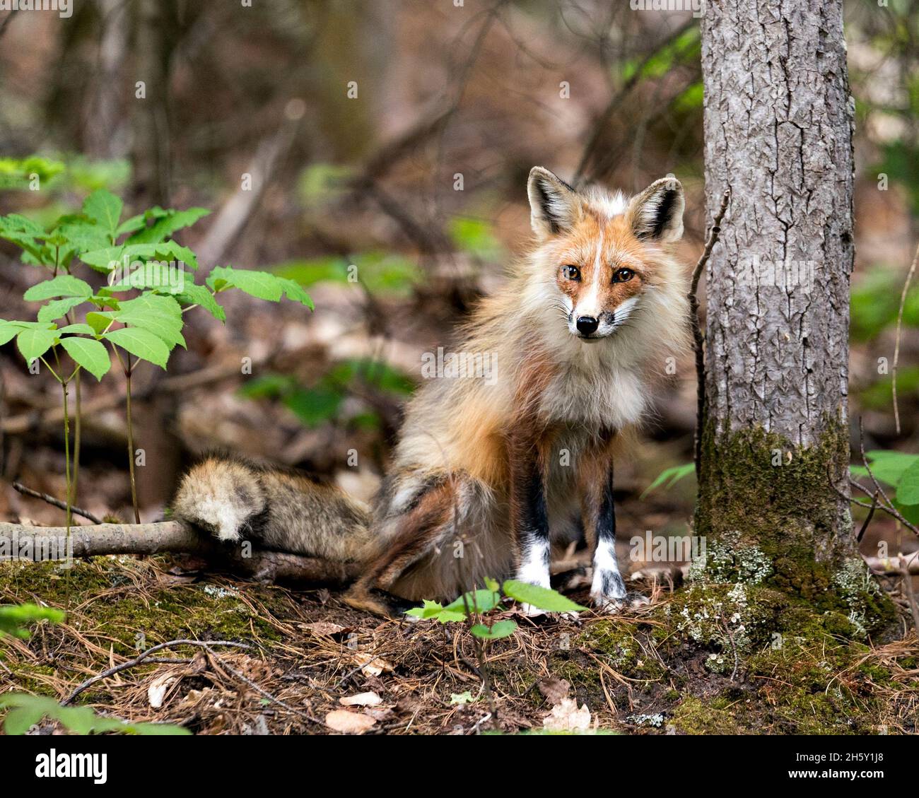 Red Fox close-up view sitting by a moss tree and looking at camera with ...