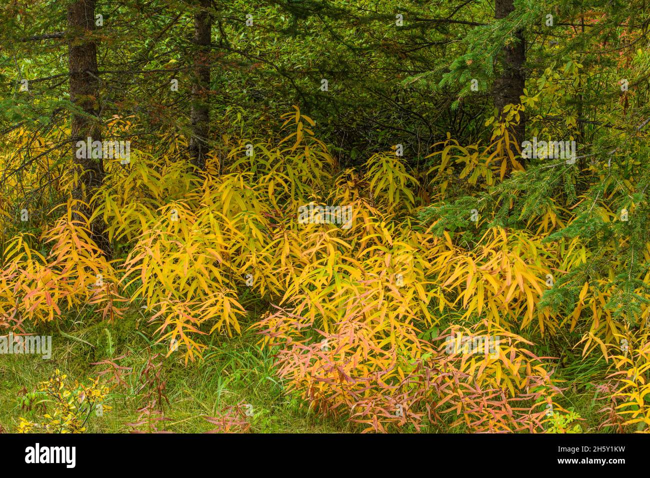 Autumn fireweed (Chamaenerion angustifolium), Banff National Park ...