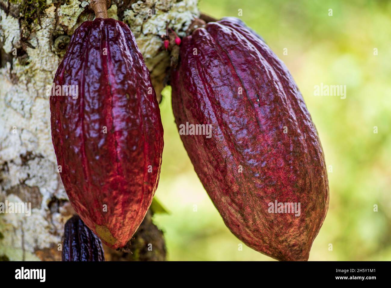 Cocoa plantation in Tingo Maria, Perú Stock Photo - Alamy