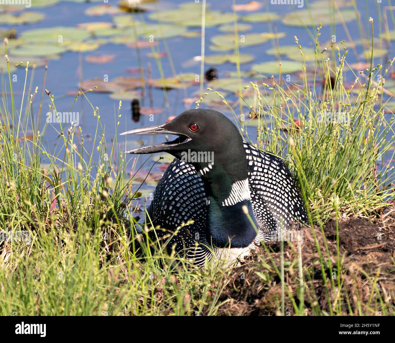 Common Loon close-up view nesting on its nest with marsh grasses, mud ...