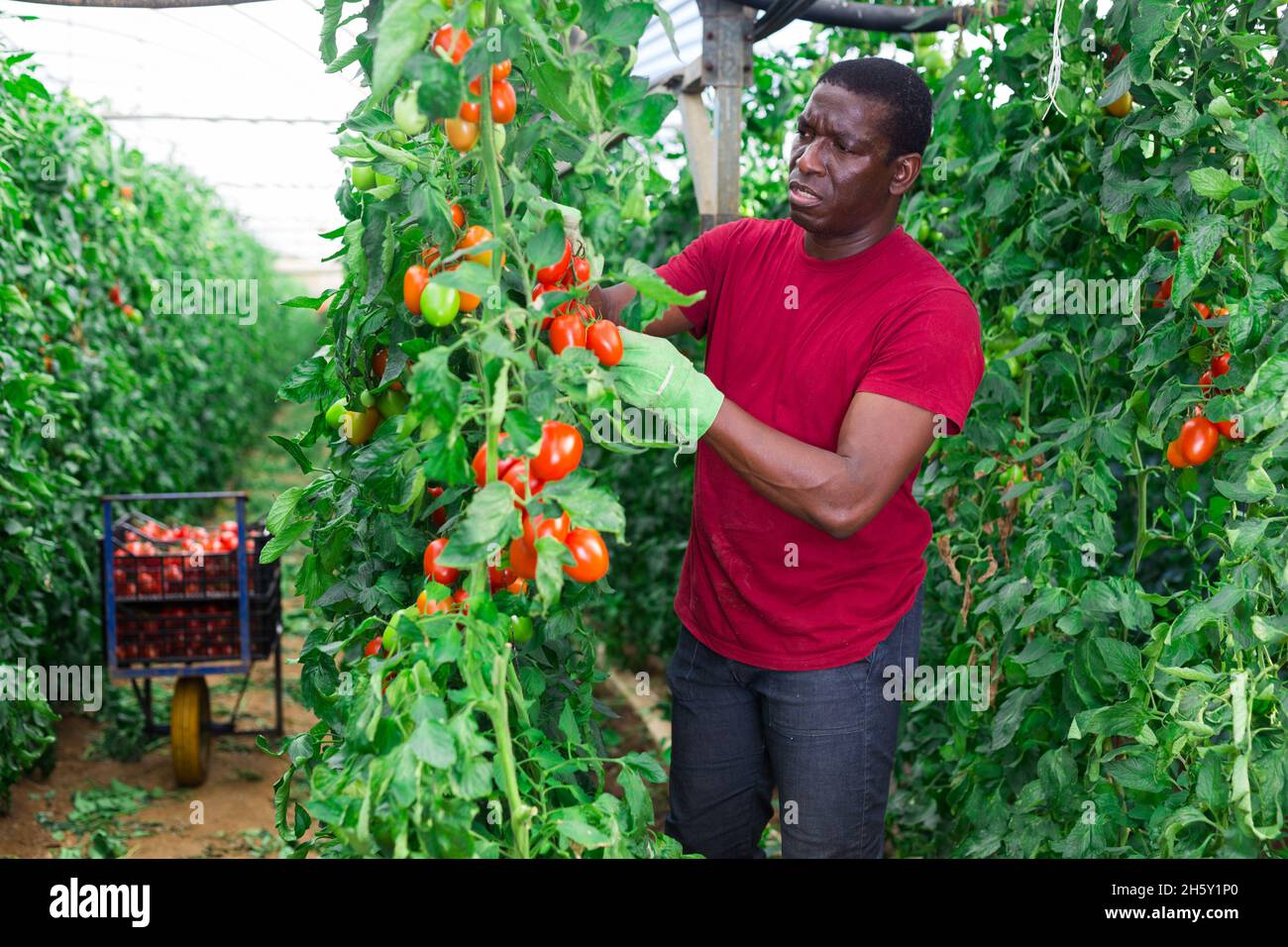 Happy male farmer box tomatoes hi-res stock photography and images - Alamy
