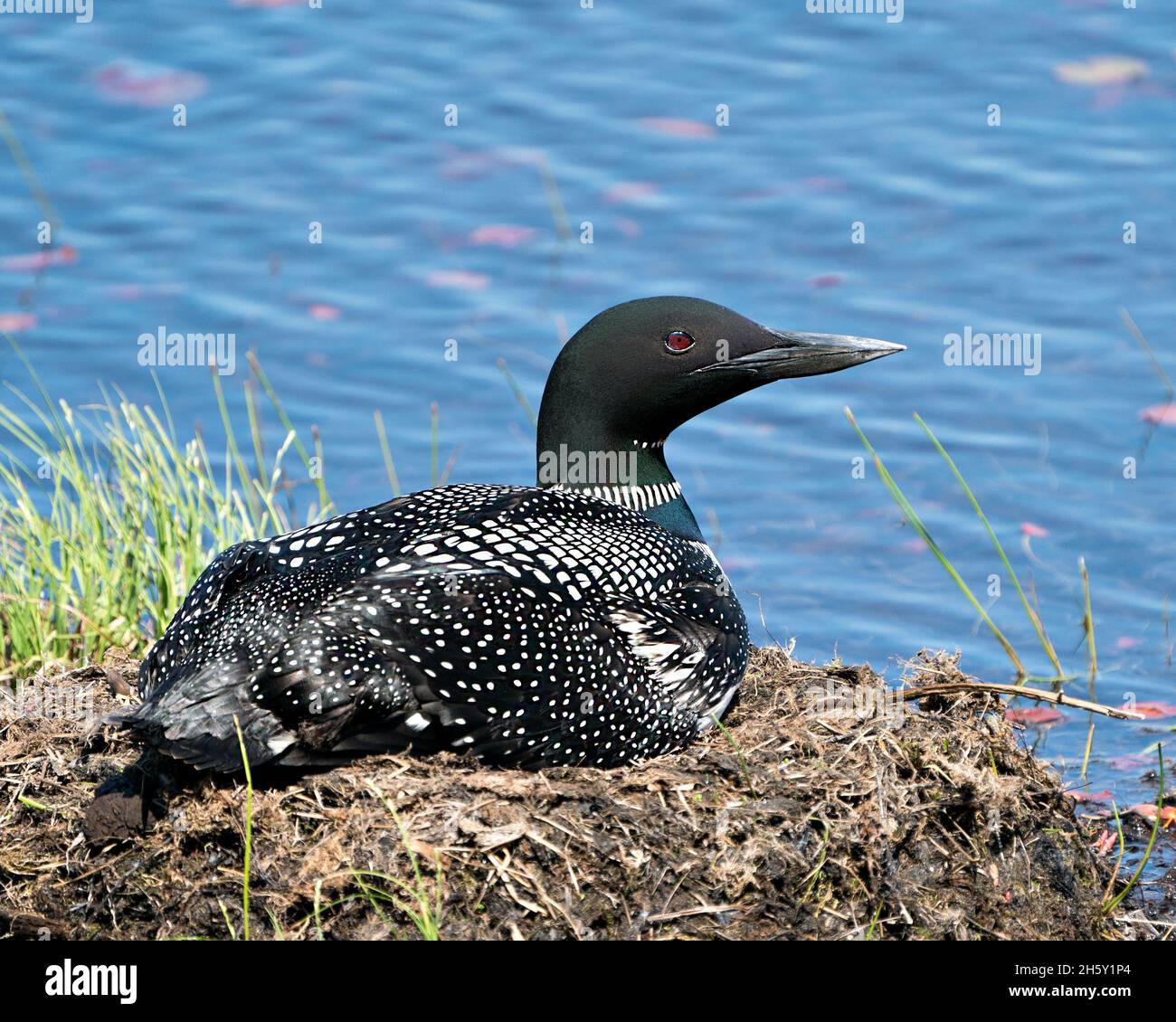Loon nesting and guarding the nest by the lake shore in its environment ...
