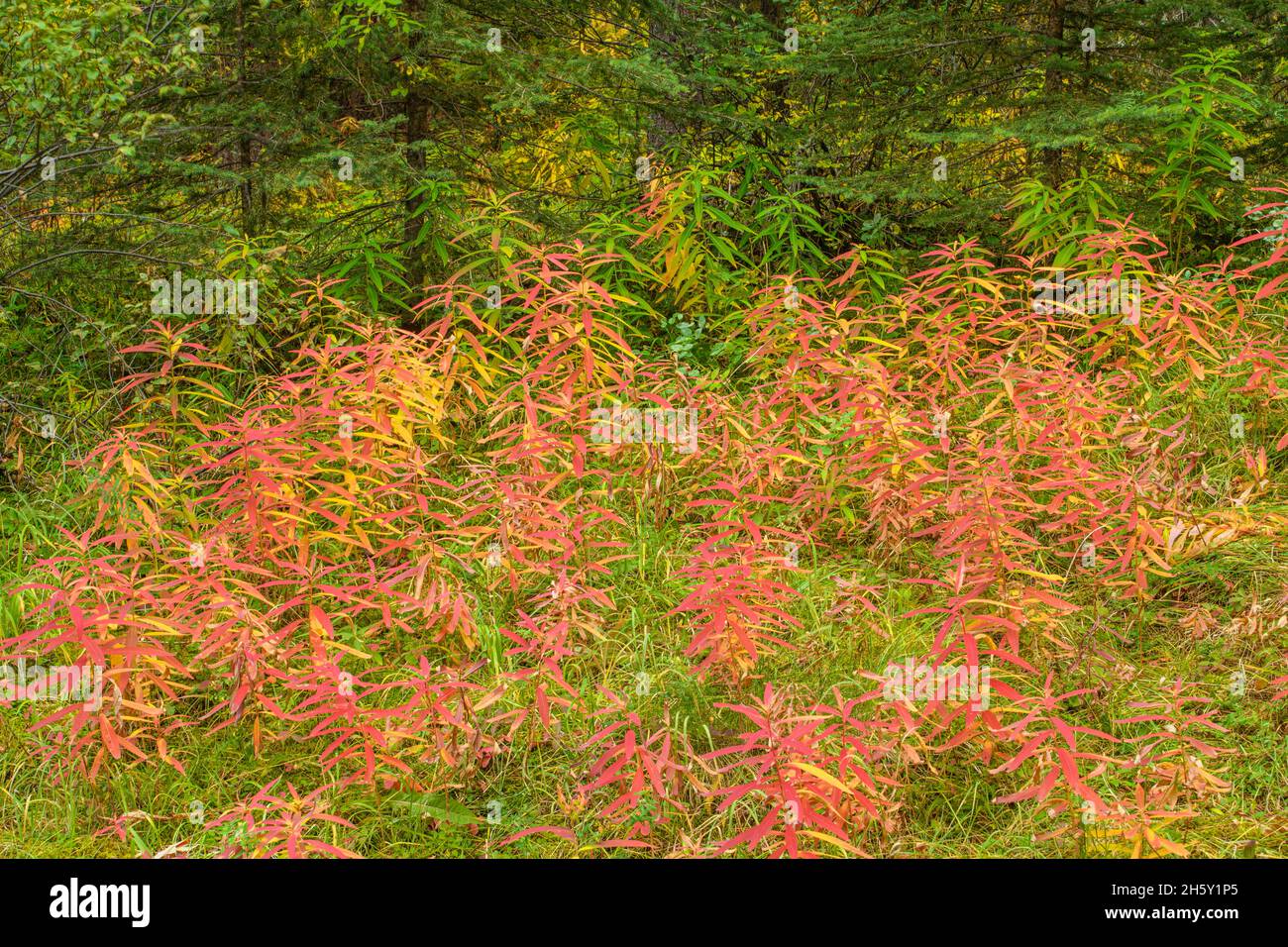 Autumn fireweed (Chamaenerion angustifolium), Banff National Park ...
