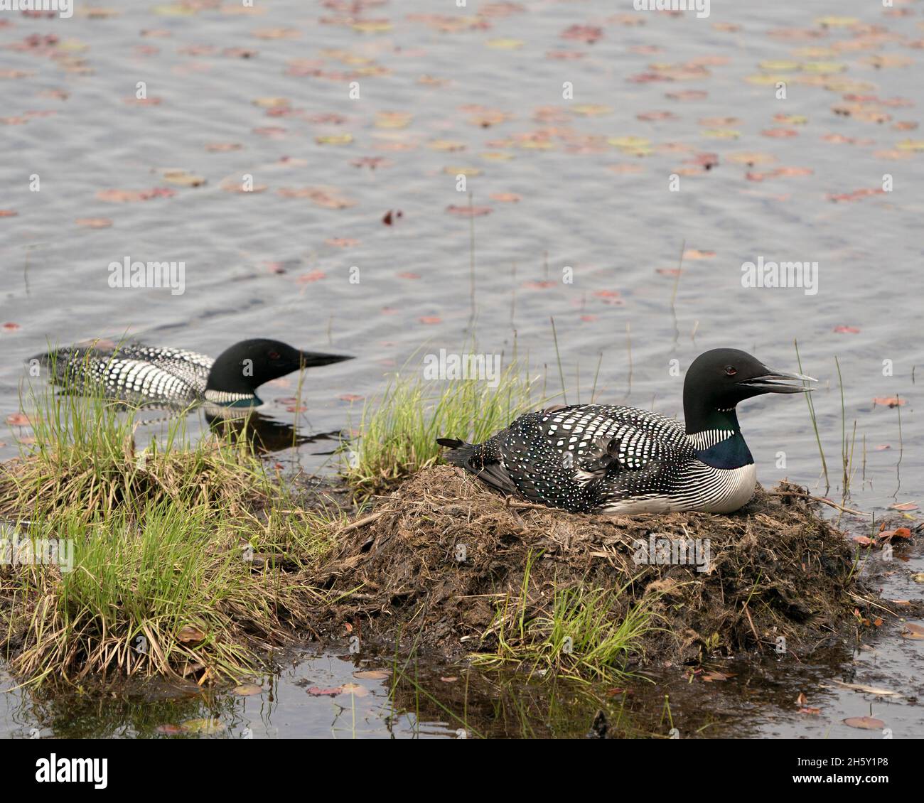 Loon couple nesting and guarding the nest by the lake shore in their ...