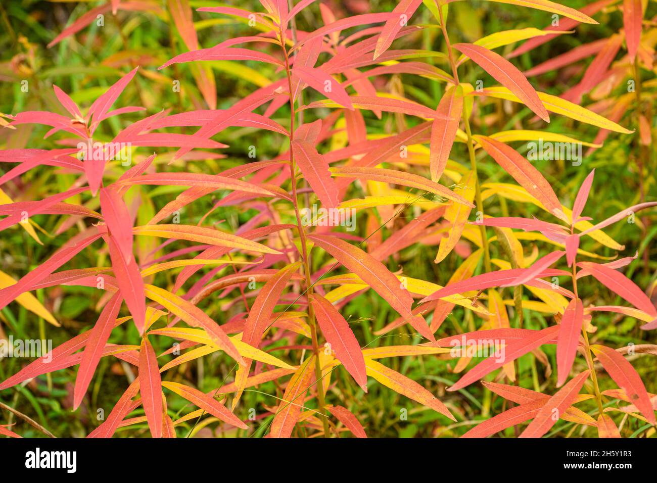 Autumn fireweed (Chamaenerion angustifolium), Banff National Park ...