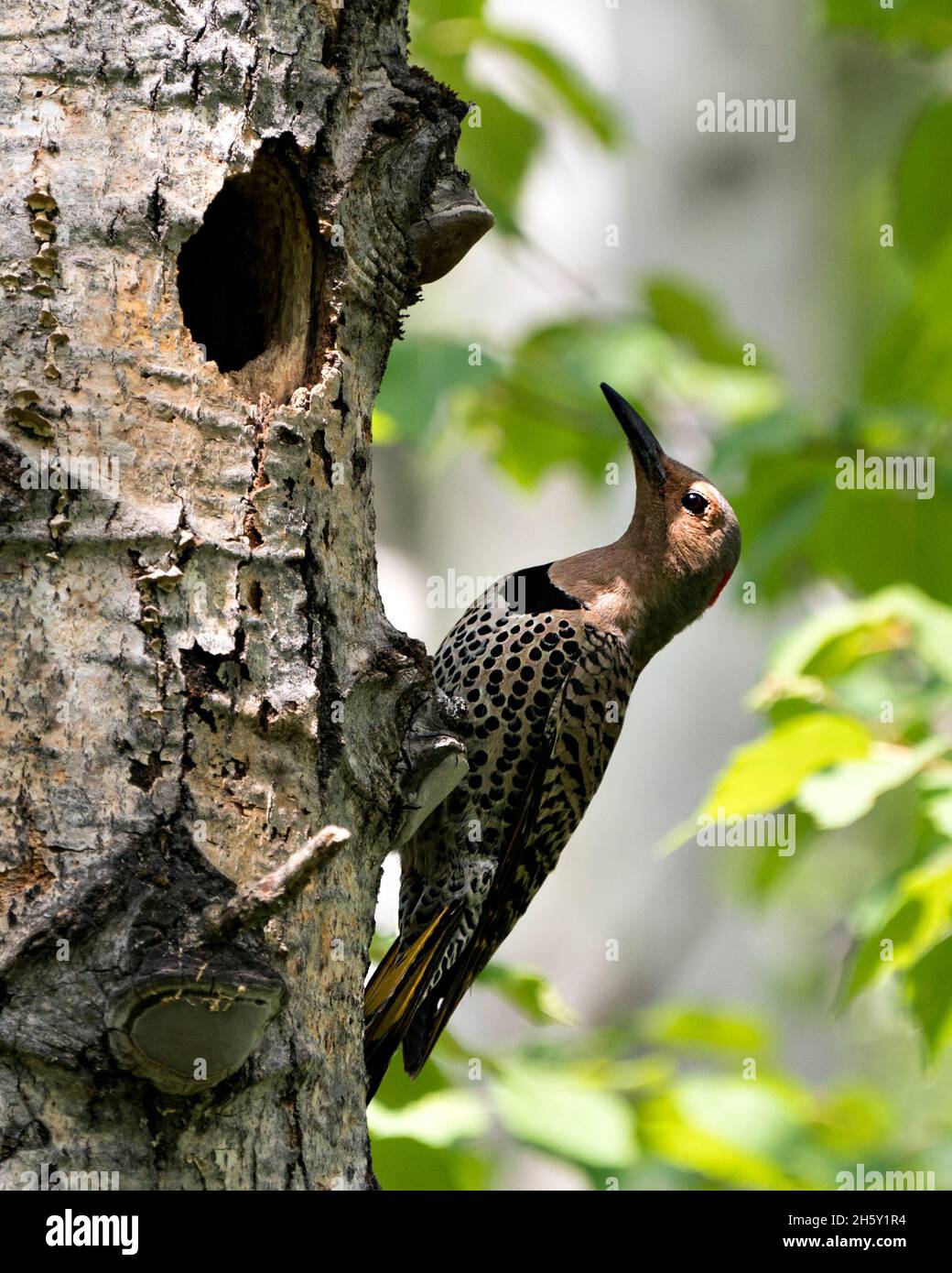 Northern Flicker bird close-up view creeping on tree by its nest cavity ...