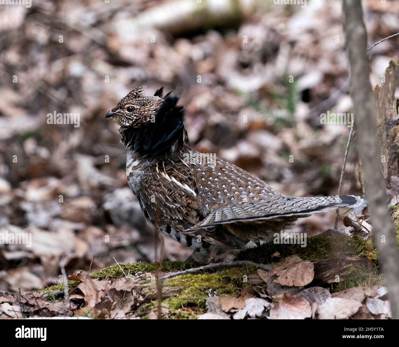 Partridge mating plumage feather hi-res stock photography and images ...