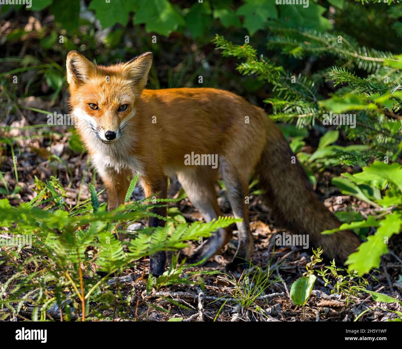 Red Fox basking in the last rays of the setting evening sun in its ...