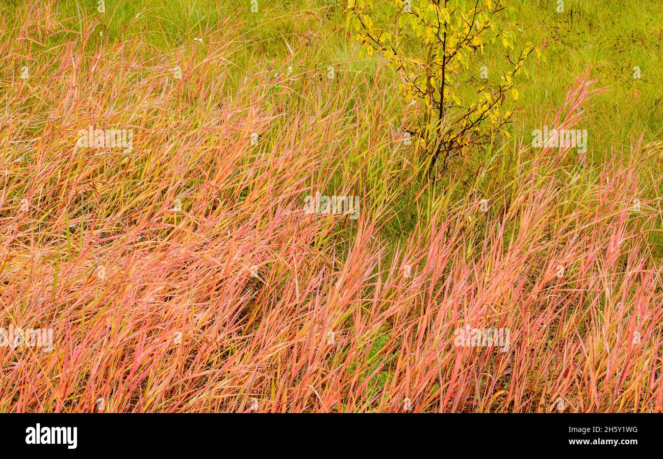 Autumn grasses, Banff National Park, Alberta, Canada Stock Photo - Alamy