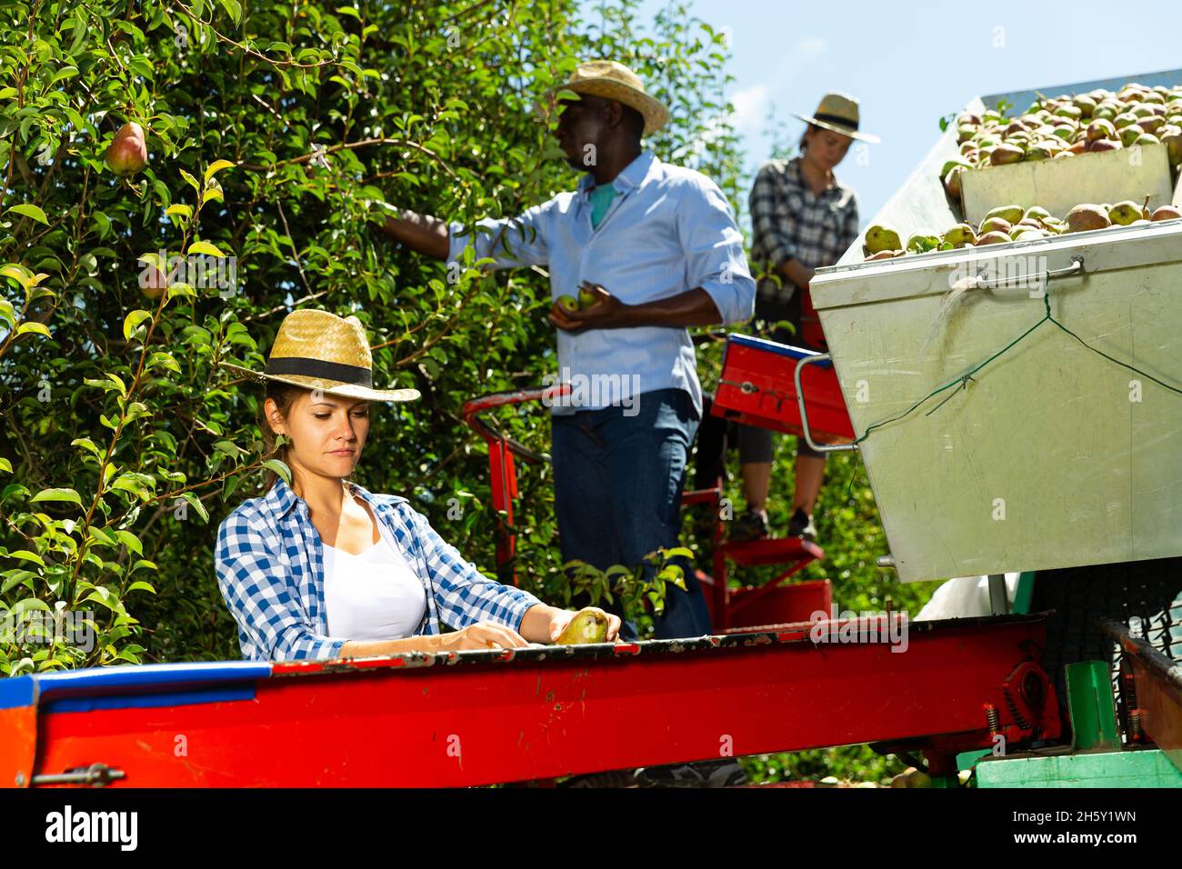Woman picking pears on harvesting platform Stock Photo - Alamy