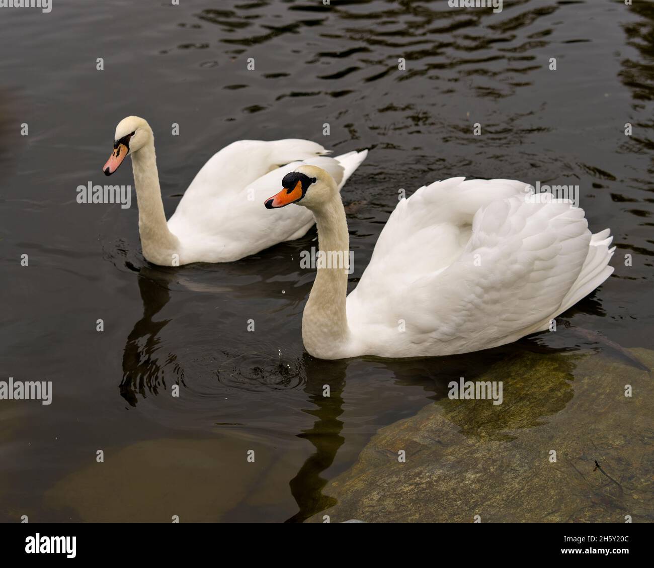 Swan Mute couple close-up profile view swimming with blur background in ...