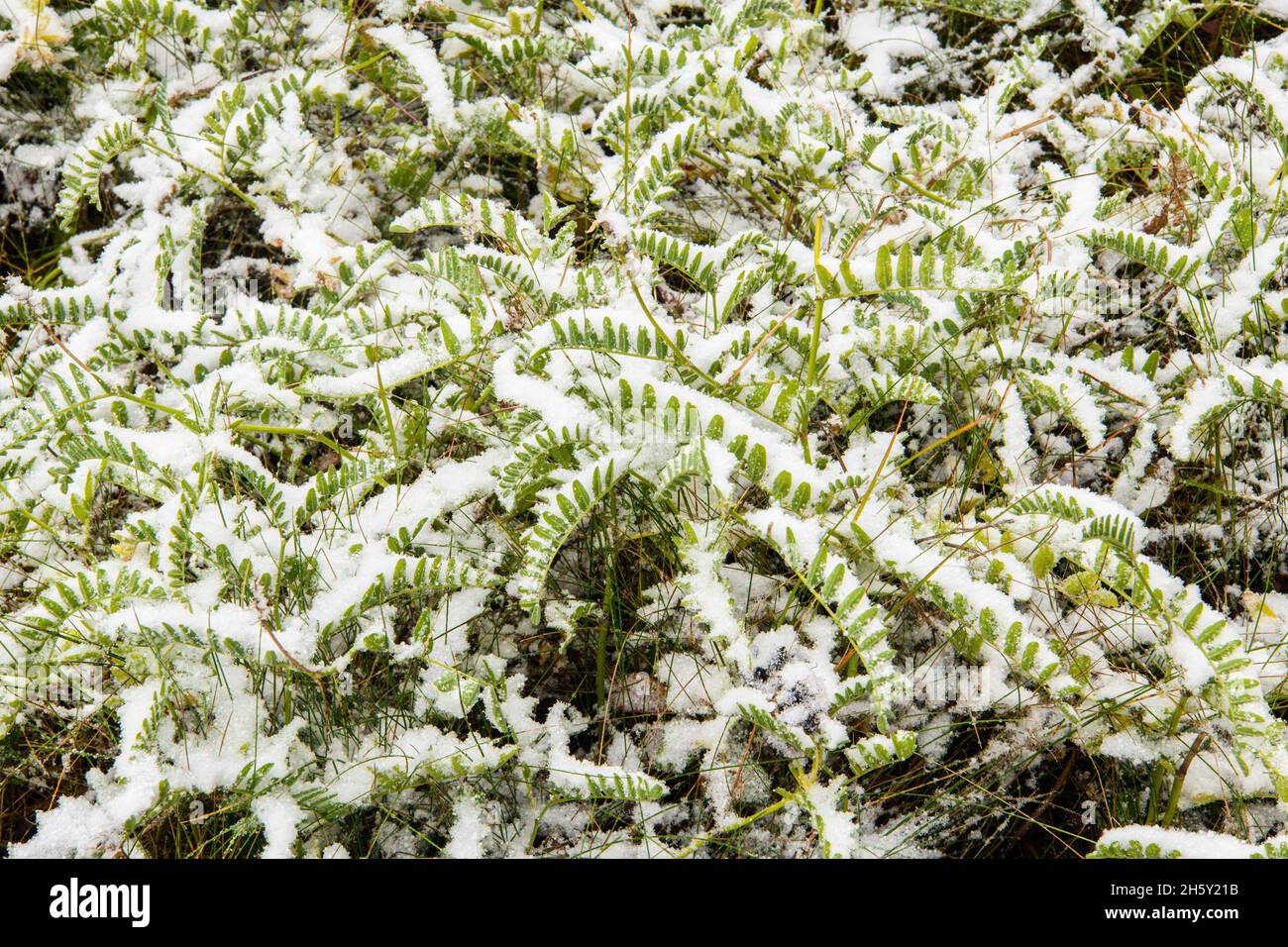 Fresh snow on roadside ferns, Banff National Park, Alberta, Canada ...