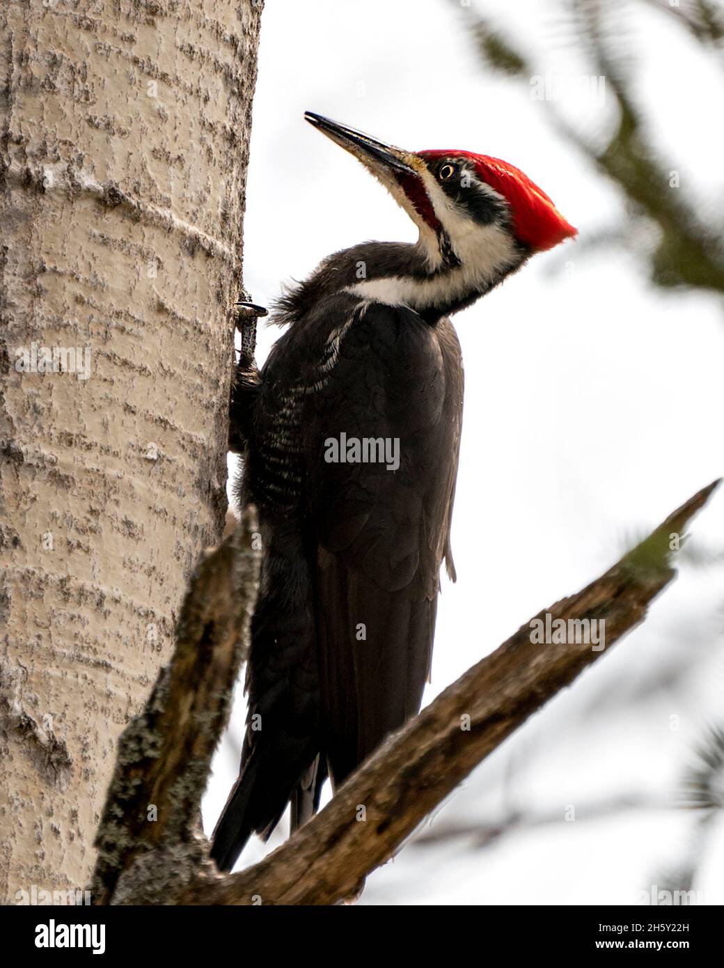 Woodpecker close-up profile view perched on a tree trunk with blur ...